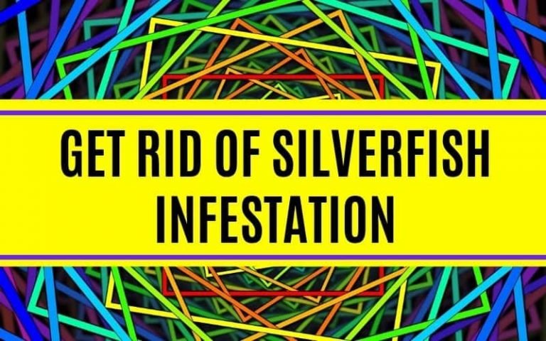 How To Get Rid Of Silverfish Infestation - Mom Envy Blog